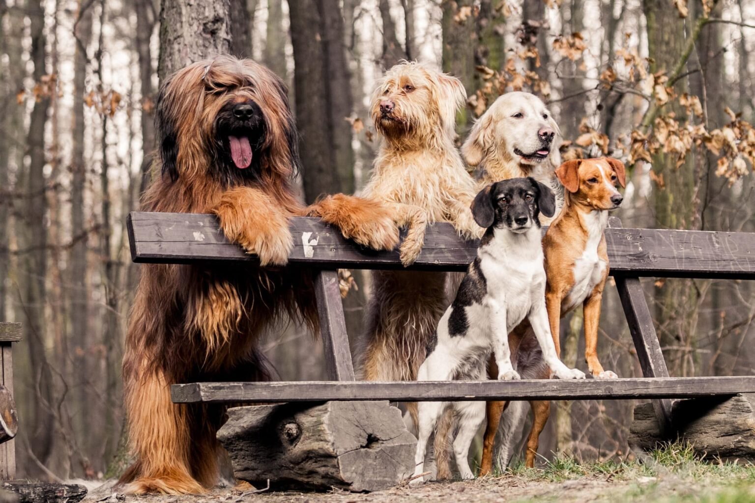 Can Medium Dogs Thrive on Large Breed Food?